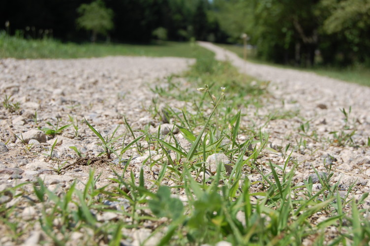 How To Remove Weeds From Driveway - UK Surfacings